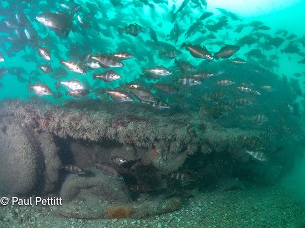 View all BSAC courses - British Sub-Aqua Club