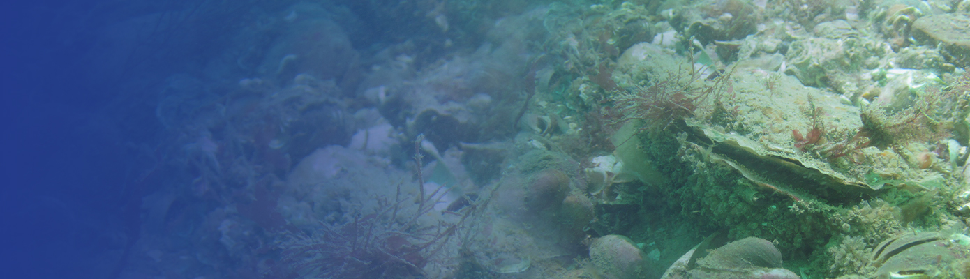 Oyster identification guide - British Sub-Aqua Club