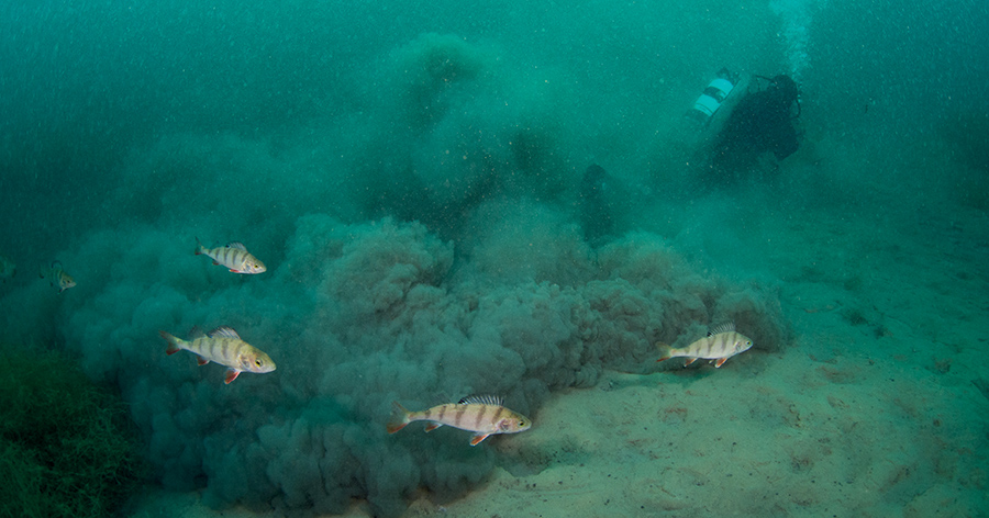Bad diving behaviour - British Sub-Aqua Club