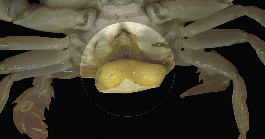 The surprising life of the barnacle - British Sub-Aqua Club