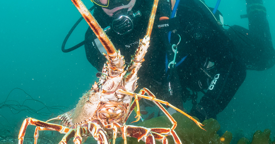 Stuck on the Craw - British Sub-Aqua Club