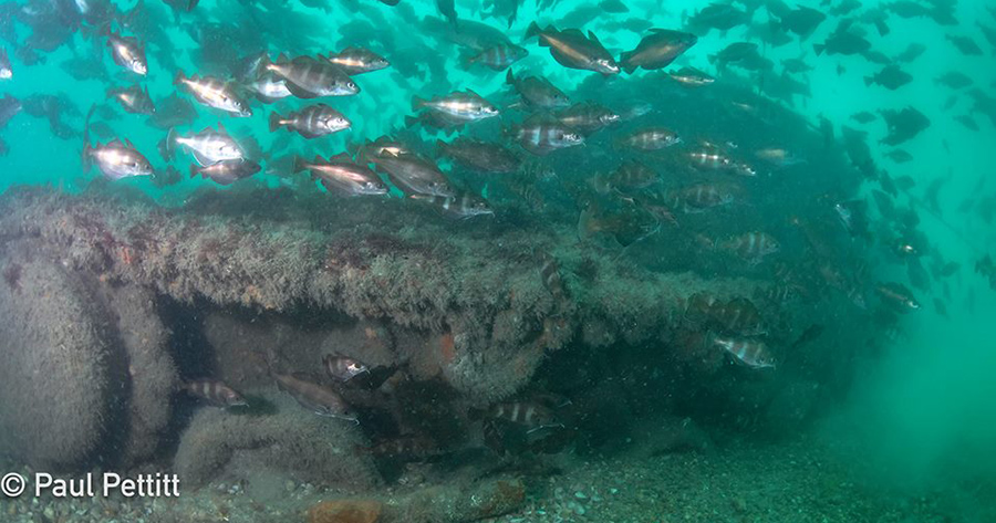 BSAC divers mark D-Day with Valentine Tank memorial dive - British Sub ... BSAC divers mark D-Day with Valentine Tank memorial dive - British Sub ...