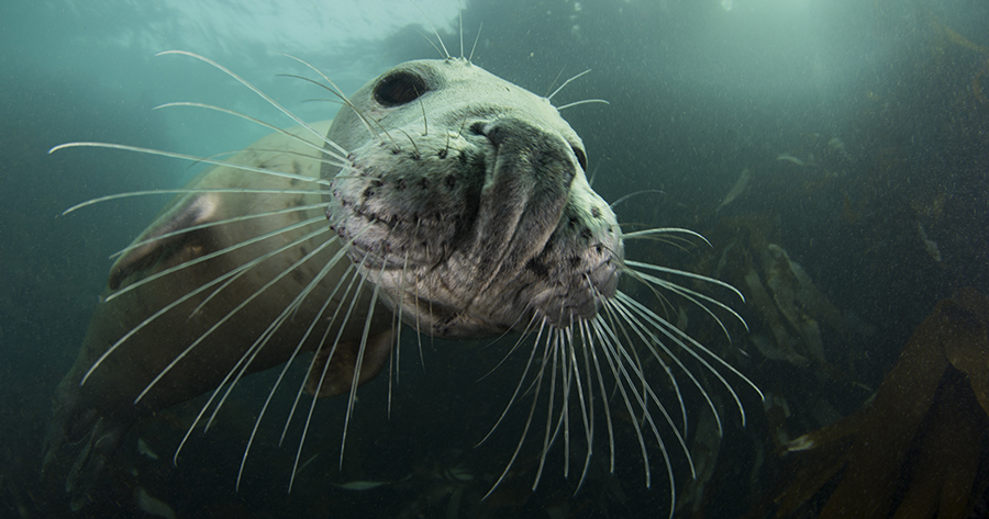 Share your 'Dive to remember' and you could win a drysuit! - British ...