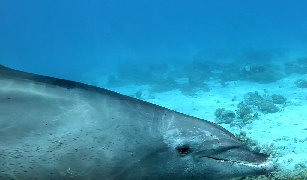 Dolphin encounter when scuba diving with Lisburn SAC - British Sub-Aqua ...