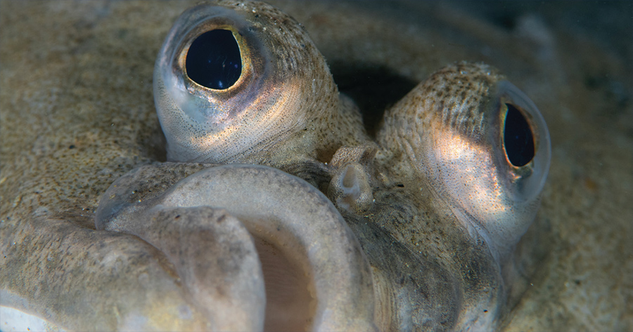 Flatfish appreciation - British Sub-Aqua Club