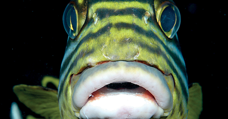 The brain power of fish - British Sub-Aqua Club