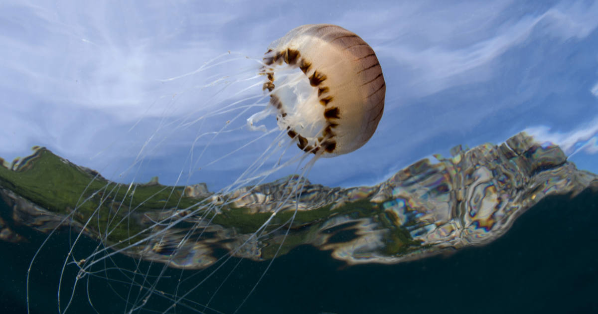 Jellyfish movement: a model of efficiency - British Sub-Aqua Club