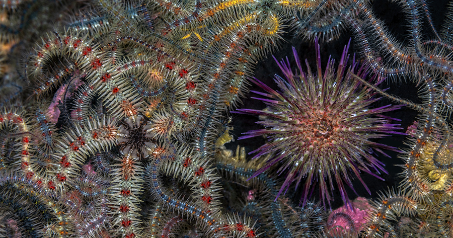 Stunning UK marine life on display in Underwater Photographer of the ...