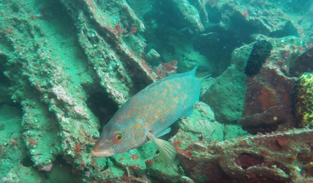 Great BSAC diving from Lisburn Sub-Aqua Club - British Sub-Aqua Club