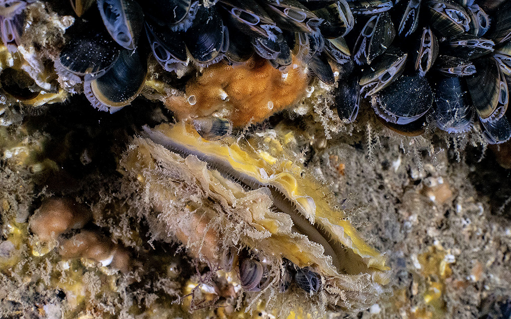 BSAC members recognised in Zoological Society's Native Oyster Quest ...