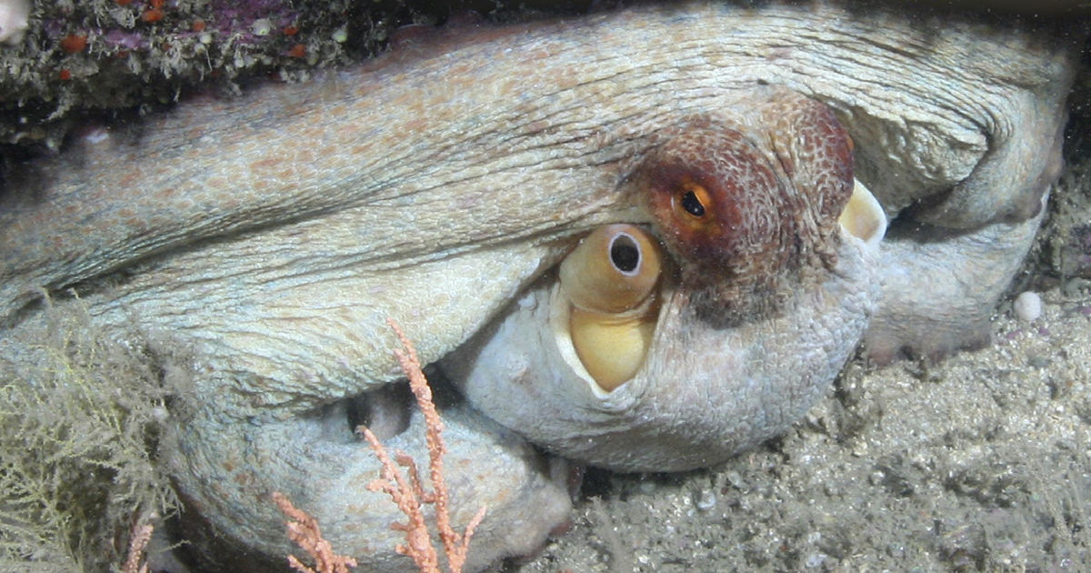 Chart for change with Seasearch - British Sub-Aqua Club