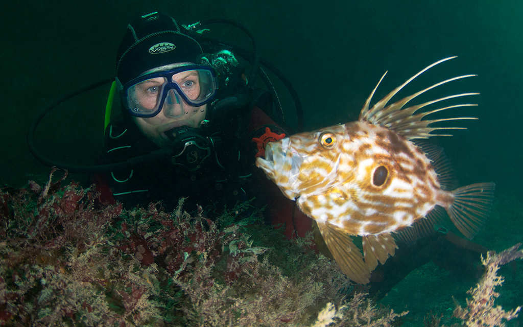 Discovering citizen science project, Seasearch - British Sub-Aqua Club