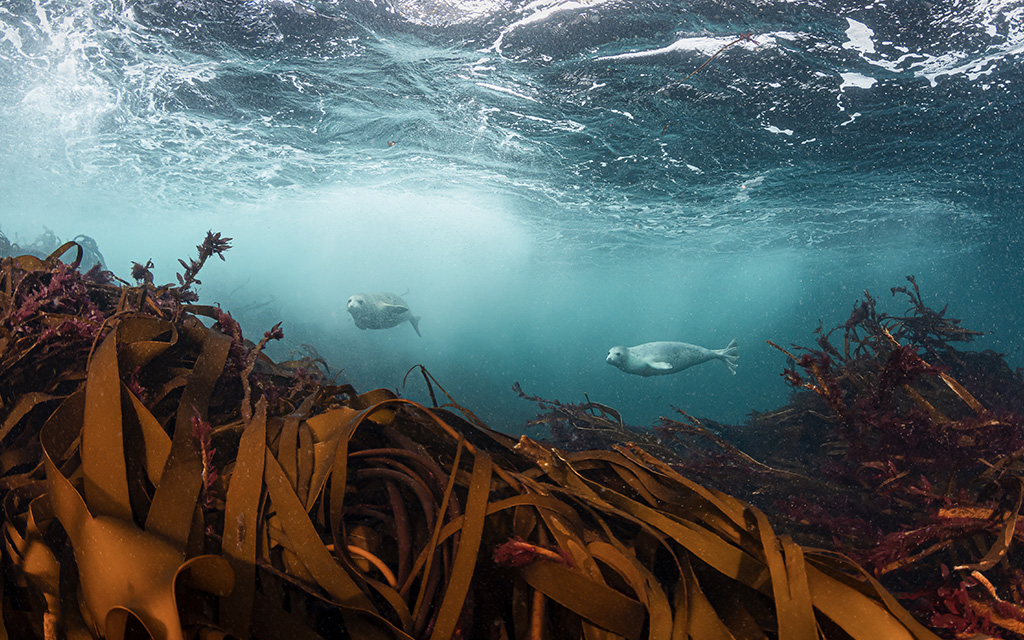 Big Seaweed Search Week: the seaside seaweeds to look out for this ...