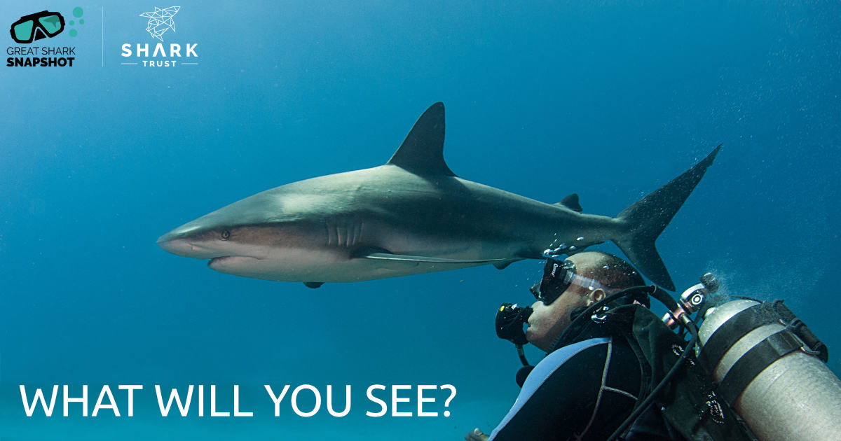Shark Trust announces the Great Shark Snapshot - British Sub-Aqua Club