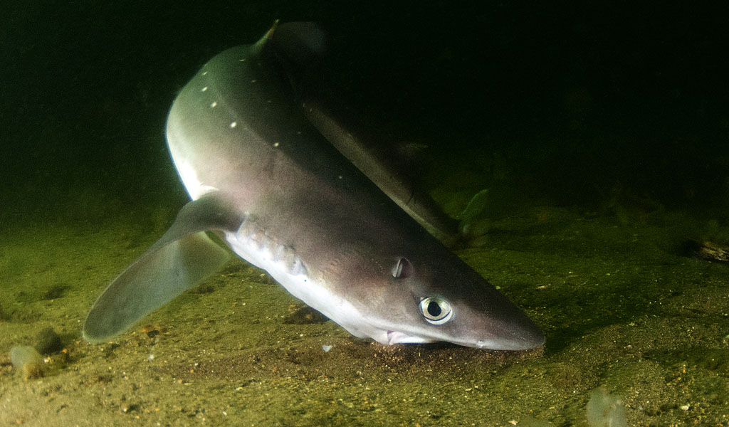 The spurdogs of Loch Etive - British Sub-Aqua Club