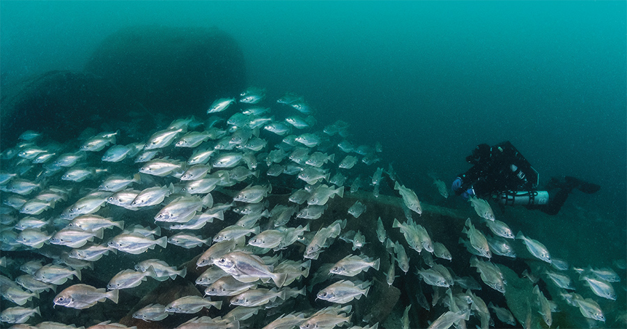 How to showcase the best of UK scuba diving - British Sub-Aqua Club