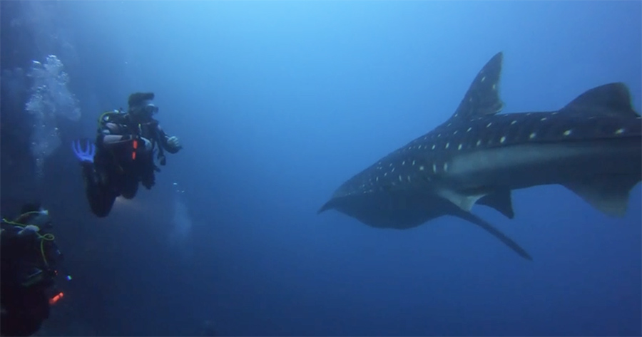 Overseas dive holiday locations to visit in 2024 - British Sub-Aqua Club